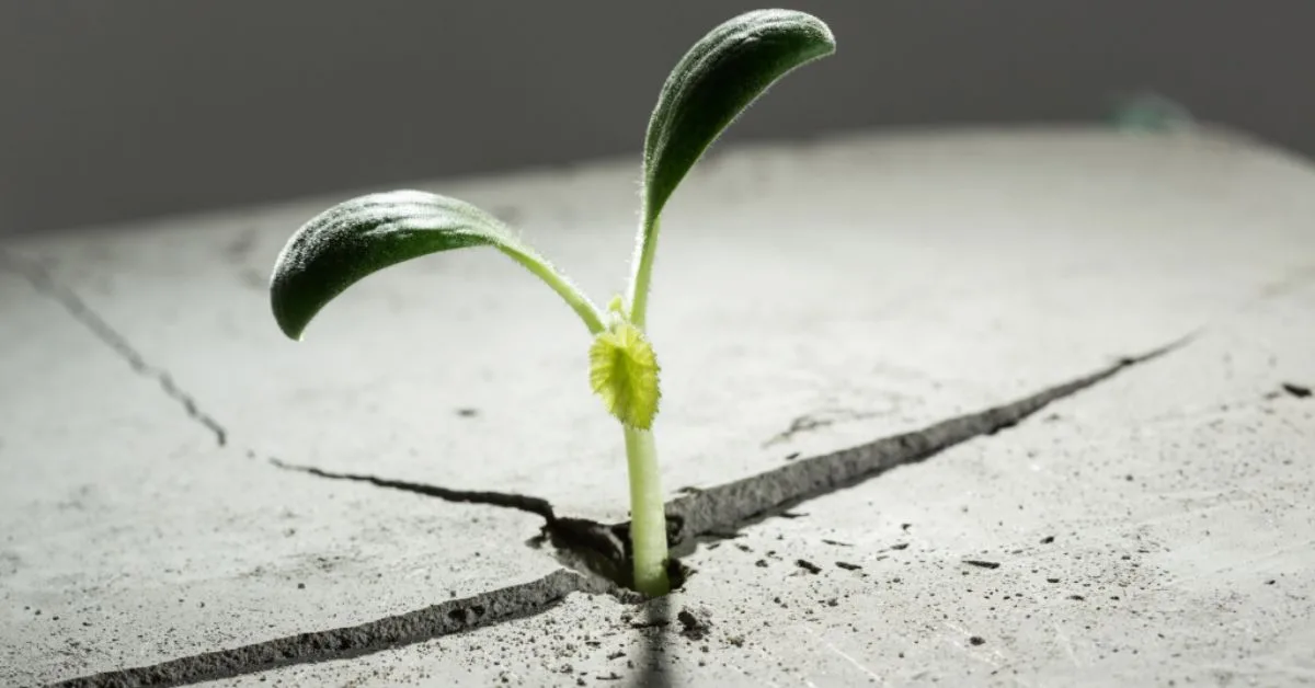 As A True Leader The Scrum Master Serves Responsive Advisors